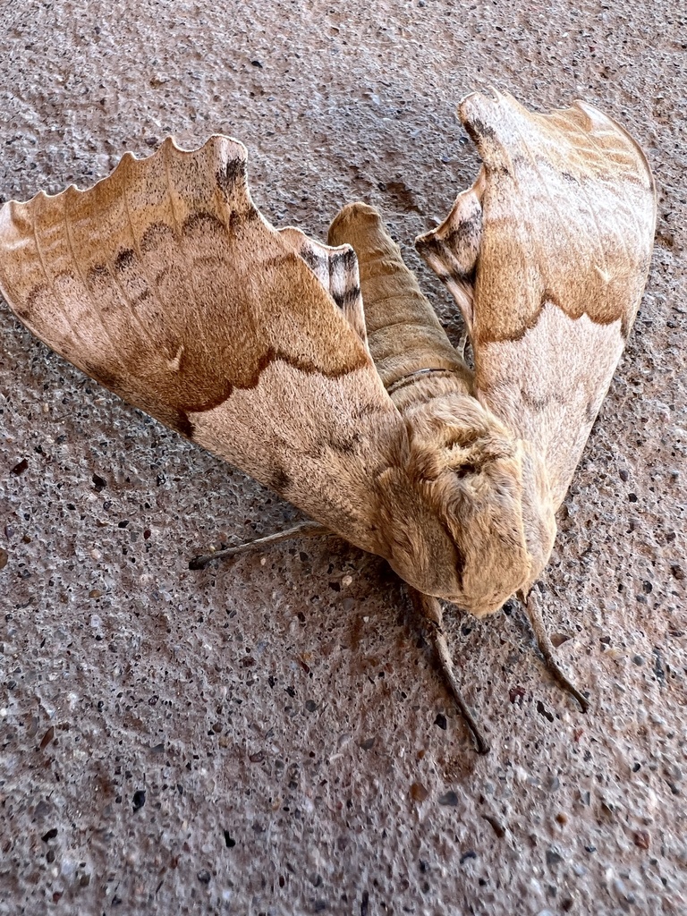 Western Poplar Sphinx in July 2023 by Fisheye Grey · iNaturalist