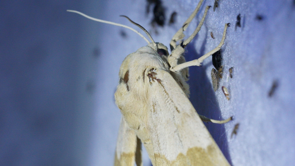 Western Poplar Sphinx from Harshaw, AZ 85624, USA on July 13, 2023 at ...
