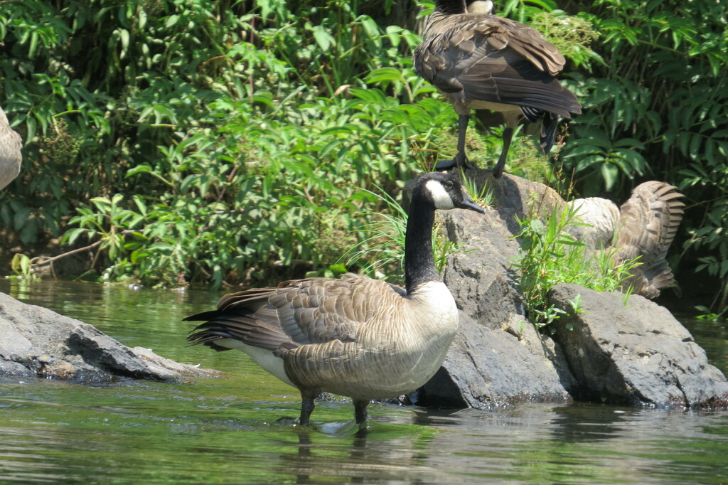Canada Goose in July 2023 by Cade · iNaturalist