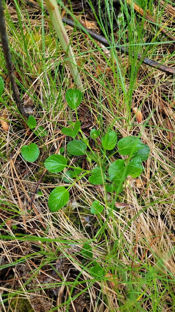 dicots from Stikine Region, BC, Canada on July 15, 2023 at 05:50 PM by ...