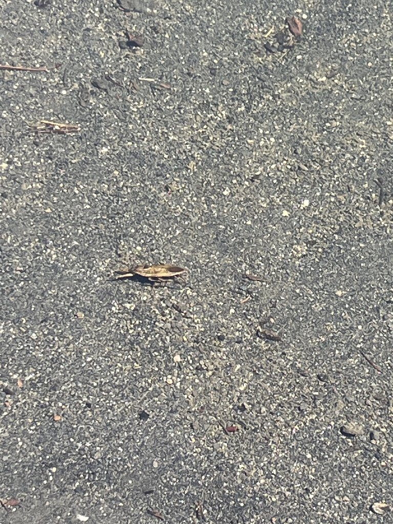 American Giant Water Bug from Lassen, Lassen Volcanic National Park ...