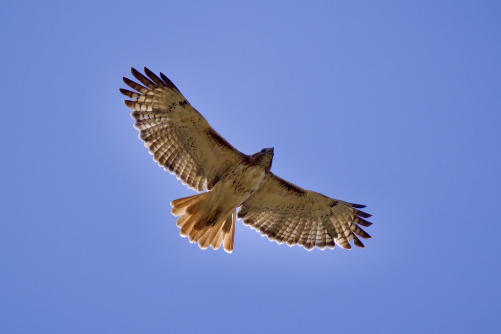 Red-tailed Hawk from Crescent Bend Nature Park, Schertz, TX, US on July ...