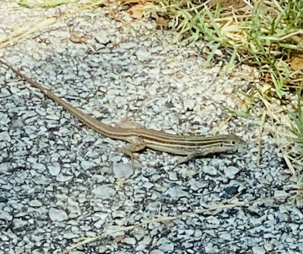 Common Spotted Whiptail from Bastrop County, TX, USA on July 22, 2023 ...