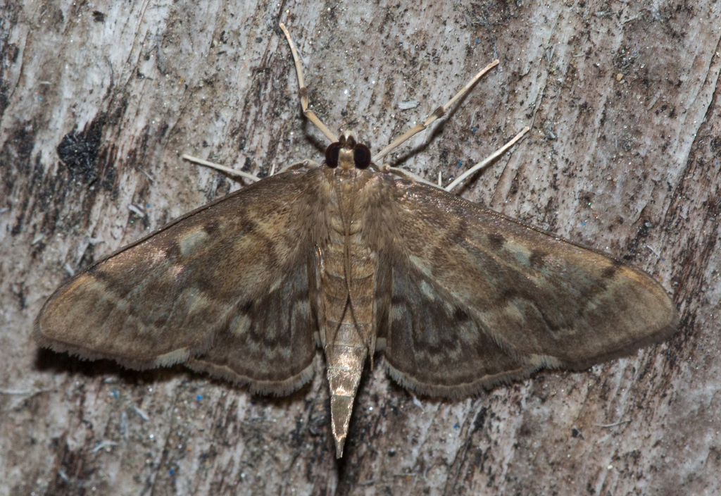 Serpentine Webworm Moth from Washington County, VT, USA on July 22 ...