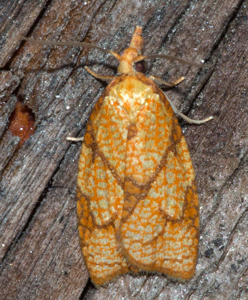 Reticulated Fruitworm Moth from Washington County, VT, USA on July 22 ...