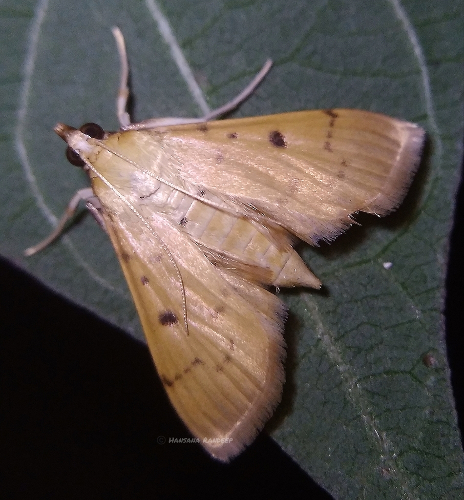 Herpetogramma basalis from Thalavitiya on July 23, 2023 at 08:45 AM by ...