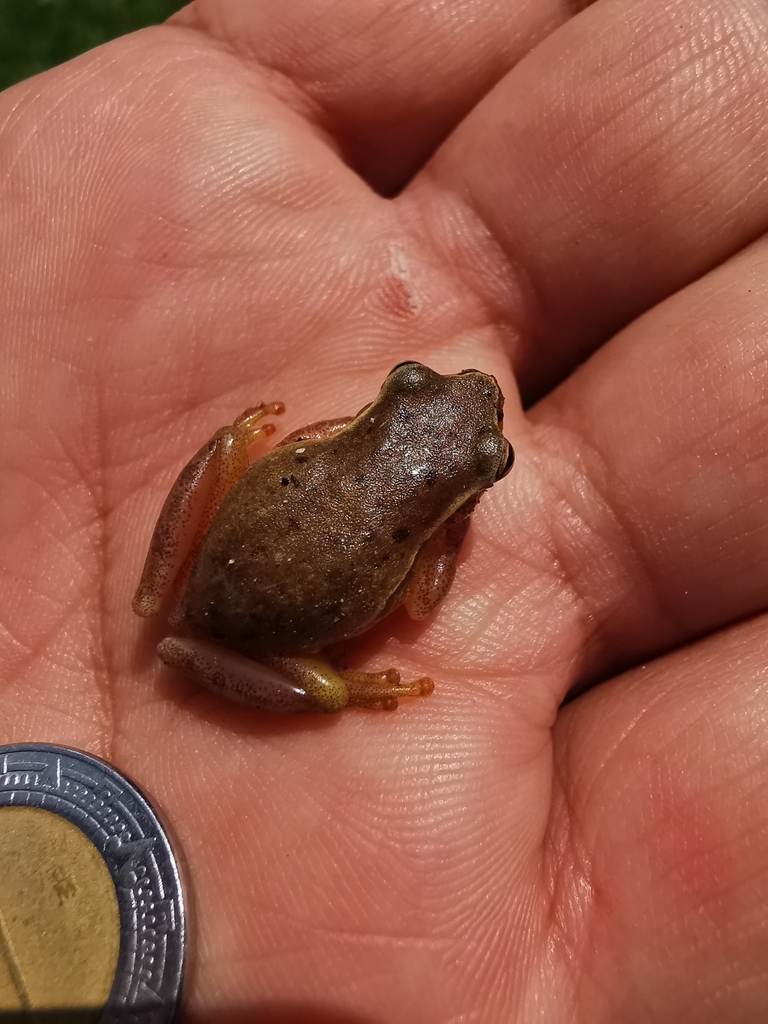 Dwarf Mexican Tree Frog from Los Veleros, Villa Corona, Jal., México on ...