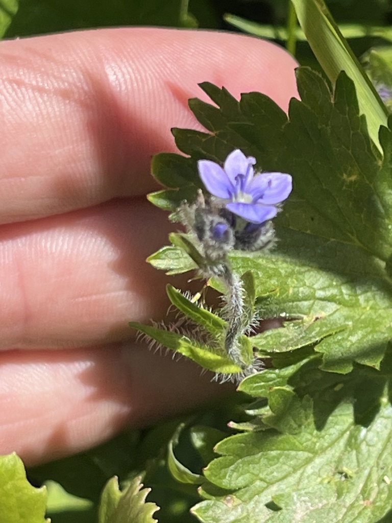 American alpine speedwell from Mt. Baker-Snoqualmie National Forest ...