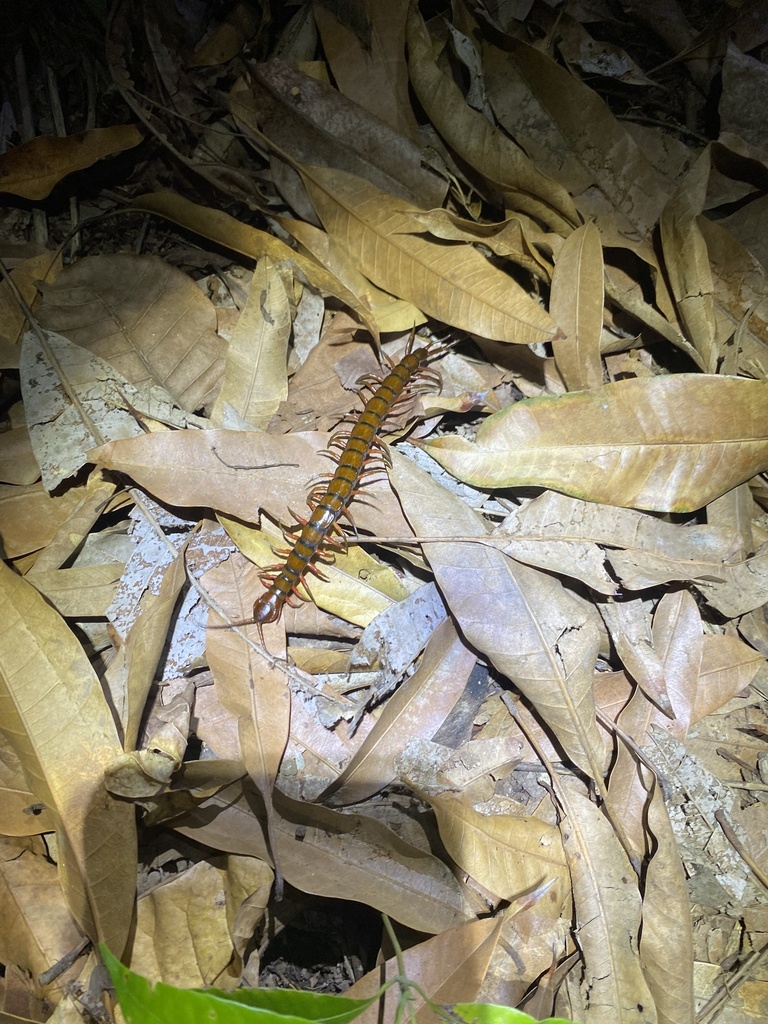 Pacific Giant Centipede from Dominica, Dominica, DM on July 22, 2023 at ...