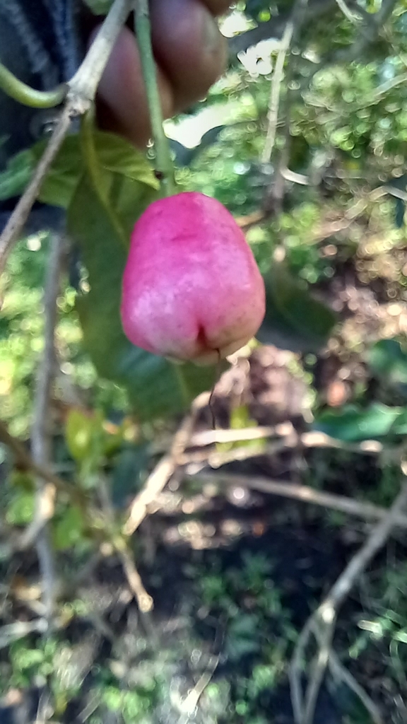 scrub cherry from Chuwar QLD 4306, Australia on July 23, 2023 at 12:24 ...