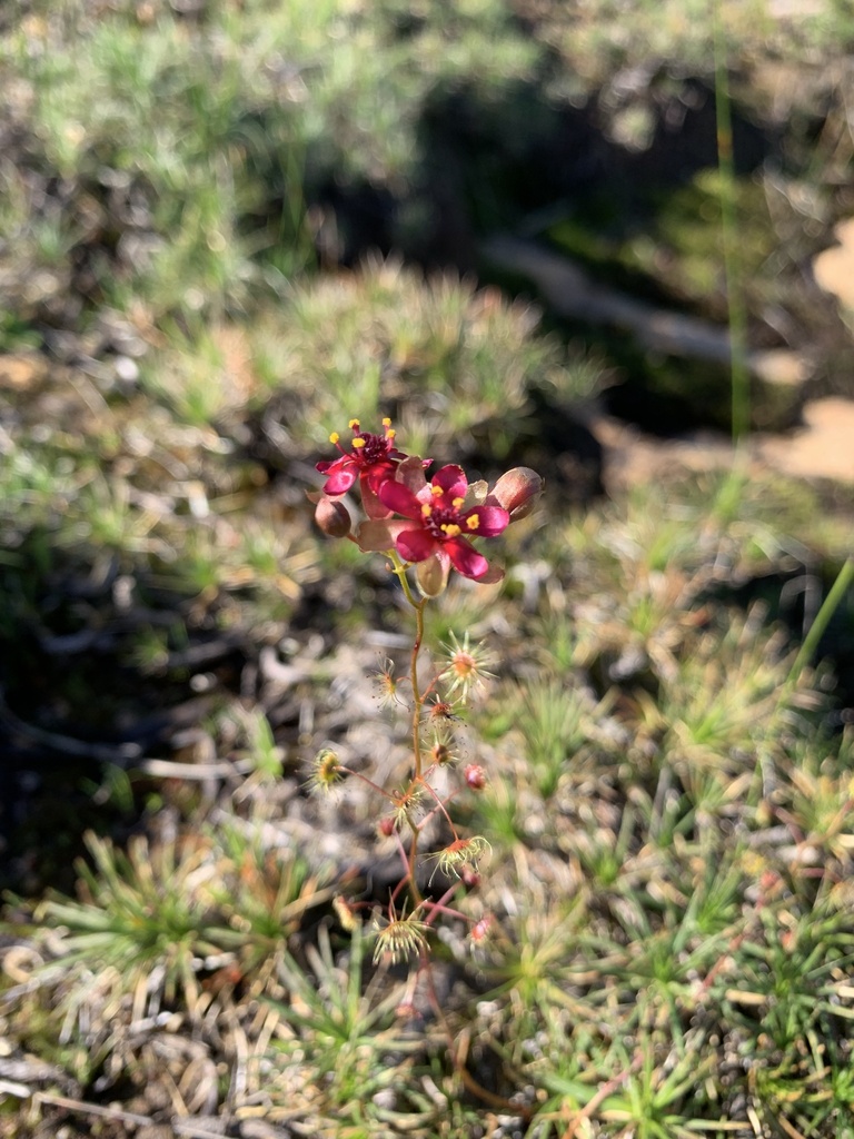 Drosera calycina from John Forrest National Park, Hovea, WA, AU on July ...