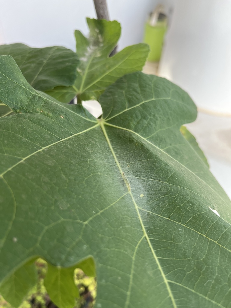 Insects in June 2023 by Christian Triay. Insect eggs laid on a ficus ...