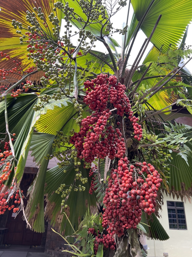 Vanuatu Fan Palm from Pusat Konservasi Gajah Kebangsaan Kuala Gandah ...