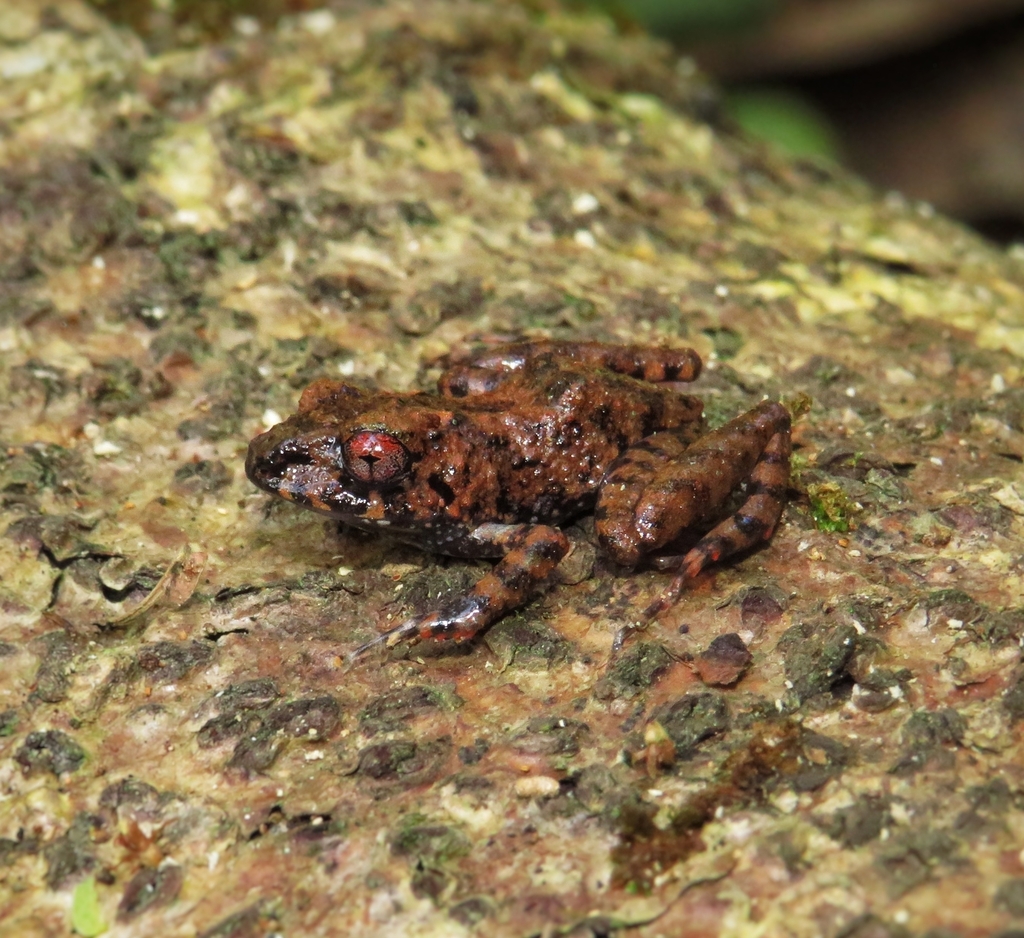 Brazilian Big-headed Frog from Sapucaia de Guanhães, Guanhães - MG ...