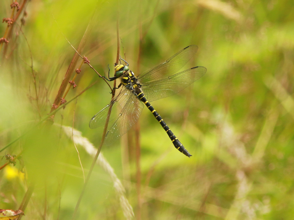 Golden-ringed Dragonfly from Bedgebury National Pinetum and Forest ...