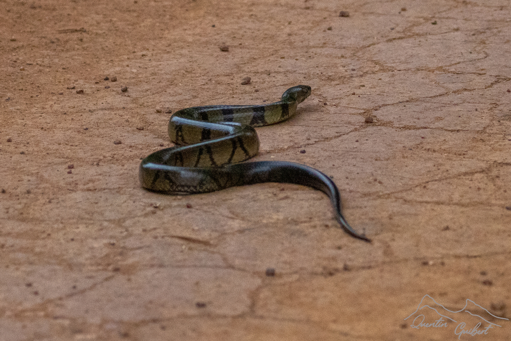Ornate African Water Snake from Lekoko, Gabon on July 05, 2023 at 05:50 ...