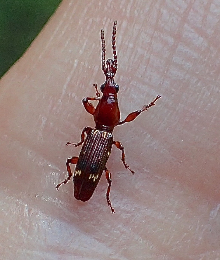 Oak Timberworm Weevil from Forest Hill, Richmond, VA, USA on July 21 ...