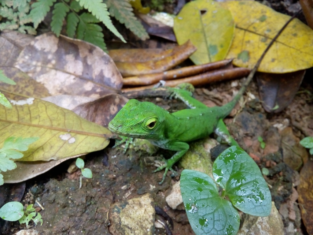 Neotropical Green Anole in January 2019 by Nelson Eliu. Animal ...