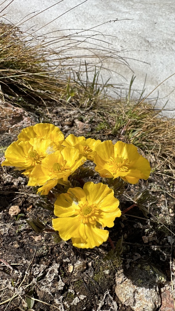 alpine buttercup from White River National Forest, Silverthorne, CO, US ...