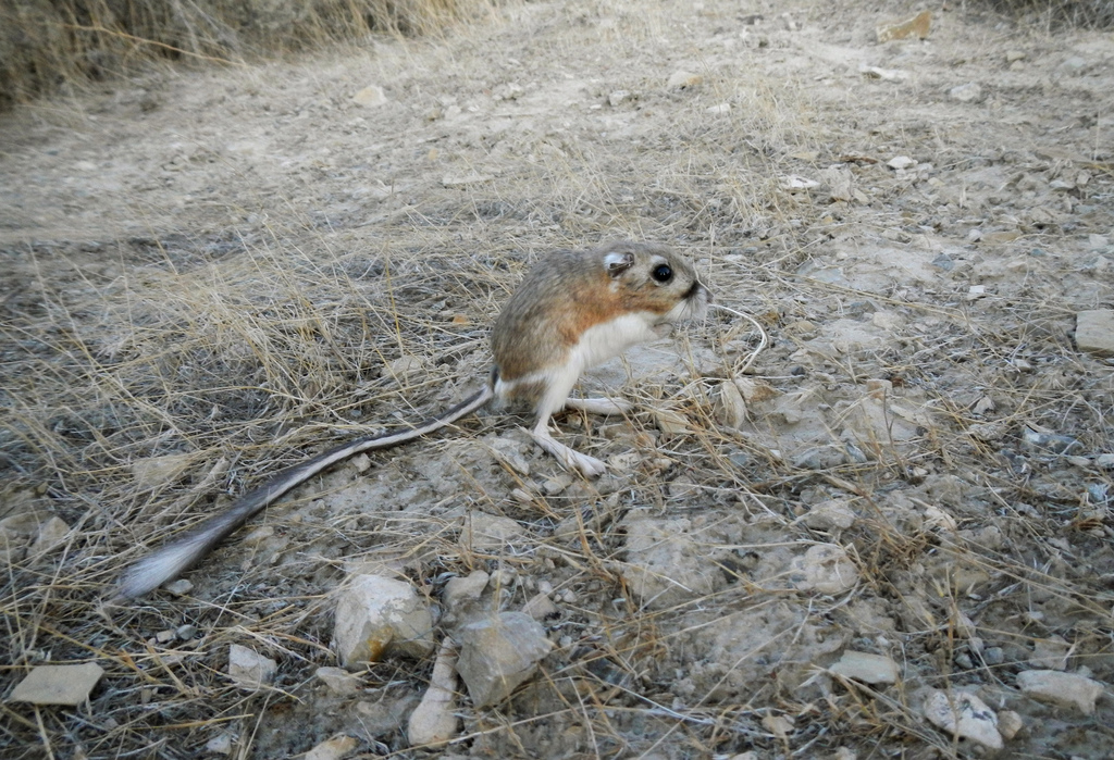 Chisel-toothed Kangaroo Rat from Tooele County, UT, USA on September 8 ...