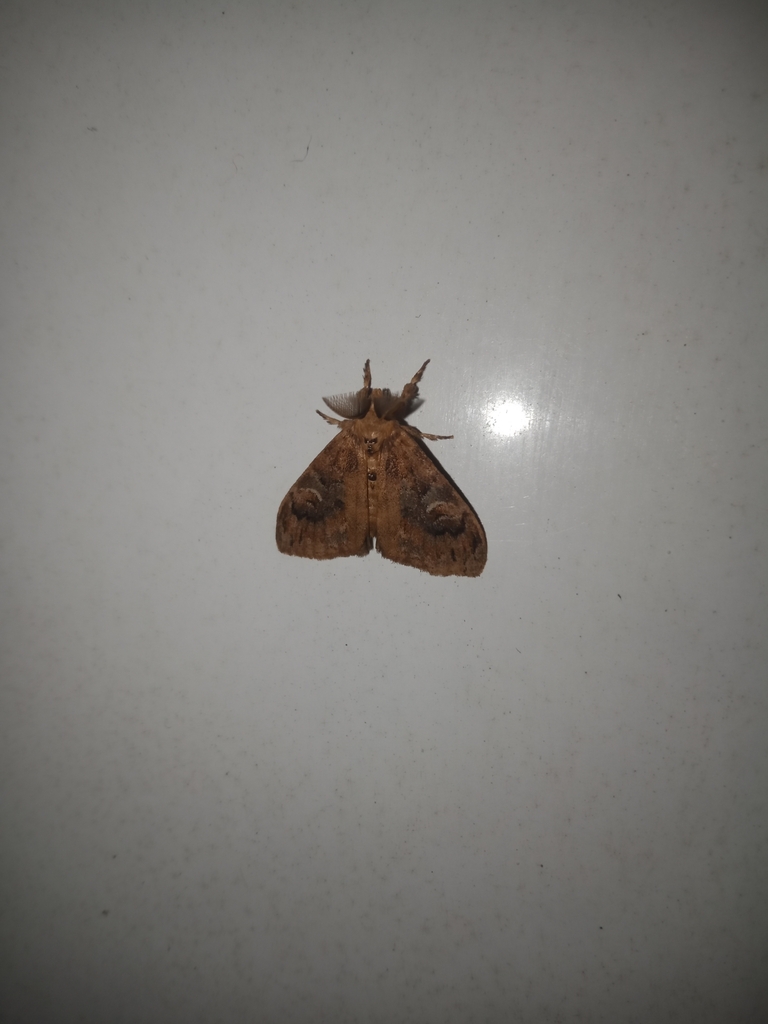 Cocoa Tussock Moth from Digboi College on July 22, 2023 at 07:08 PM by ...