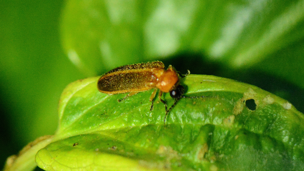 Aquatica leii from Sai Kung, Hong Kong on July 22, 2023 at 07:47 PM by WK Cheng · iNaturalist