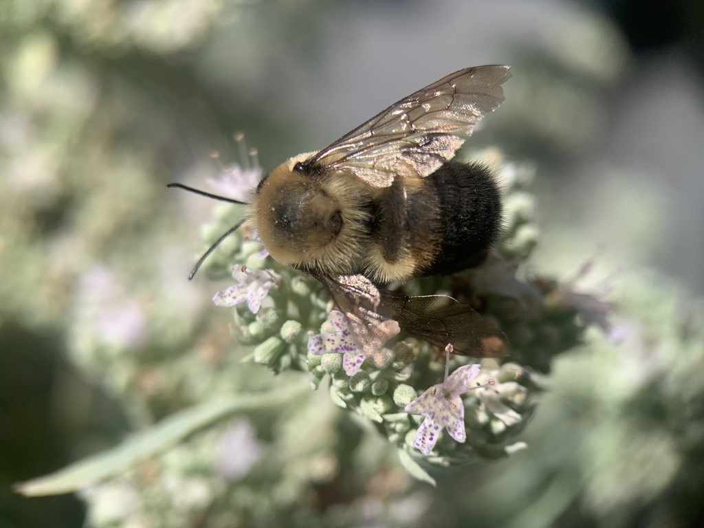 Brown-belted Bumble Bee from New York Botanical Garden, New York, NY ...