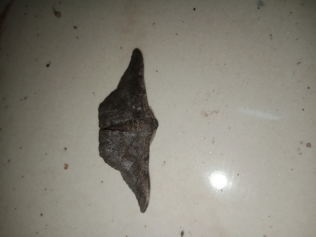 Black Looper from Digboi College on July 22, 2023 at 05:56 PM by ...