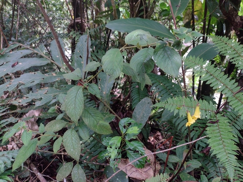 Codonoboea flava · iNaturalist