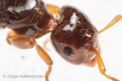 Family Histiostomatidae · iNaturalist