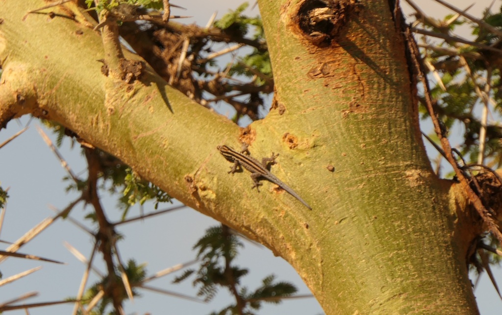 Afro-Neotropical Dwarf Geckos from Ol Tukai, Kenia on December 9, 2022 ...