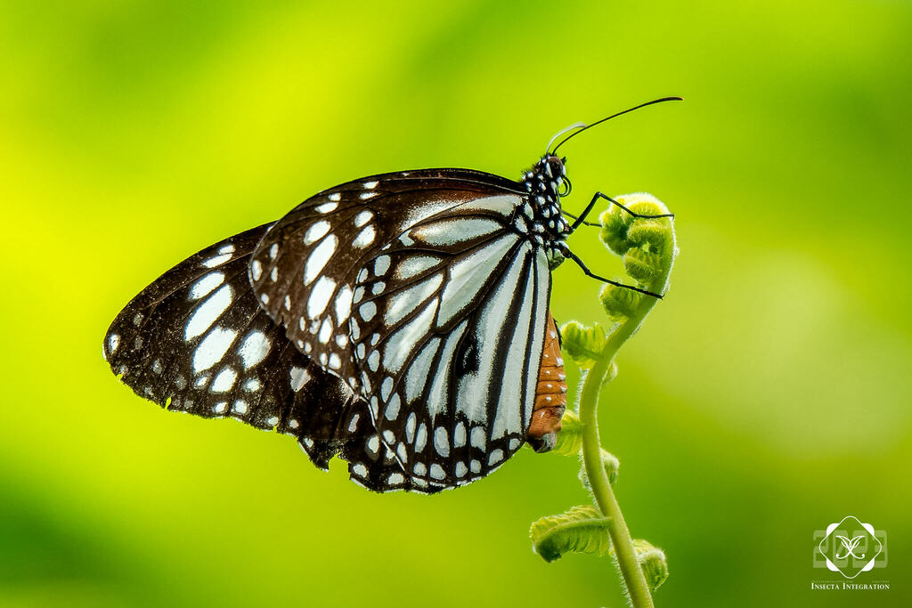 White Tiger Butterfly from 马来西亚沙巴拉瑙 on July 13, 2023 at 11:07 AM by ...