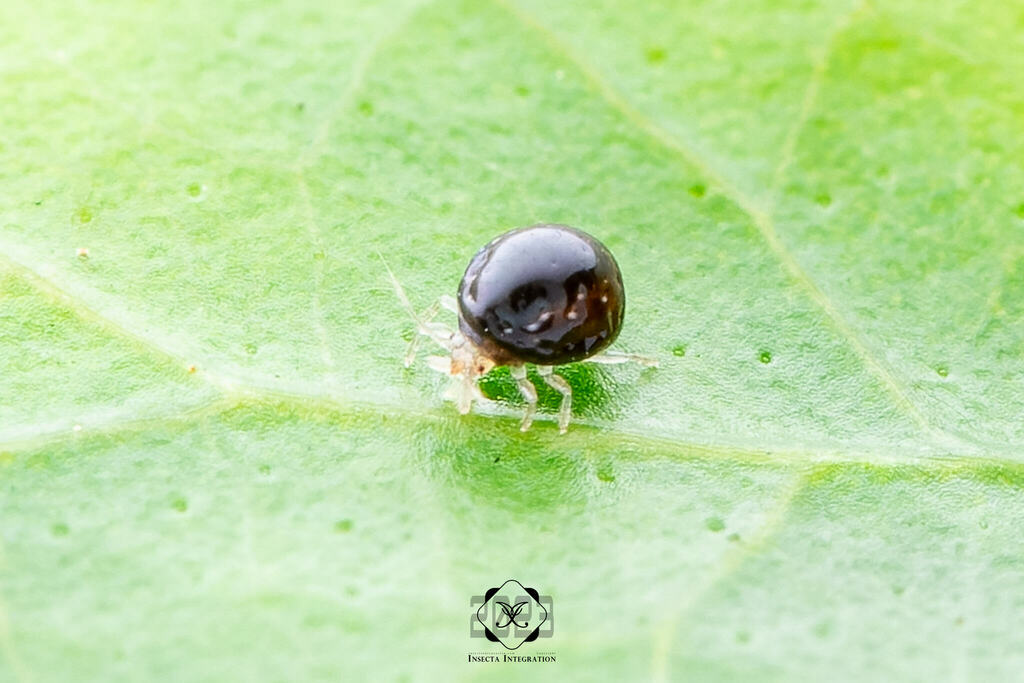 Insects from 马来西亚沙巴拉瑙 on July 13, 2023 at 01:43 PM by Winsten ...