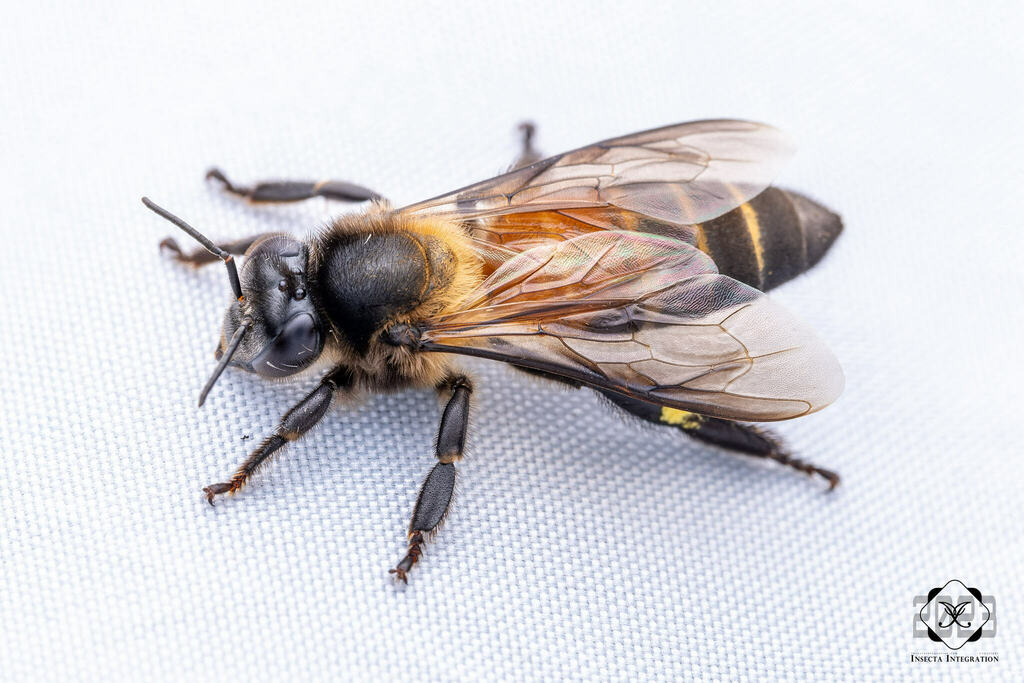 Giant Honey Bee from 马来西亚沙巴拉瑙 on July 13, 2023 at 07:35 PM by Winsten ...