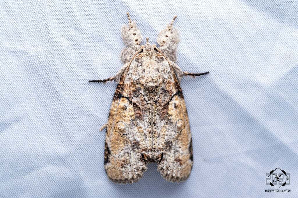 Gadirtha from 马来西亚沙巴拉瑙 on July 13, 2023 at 09:04 PM by Winsten ...