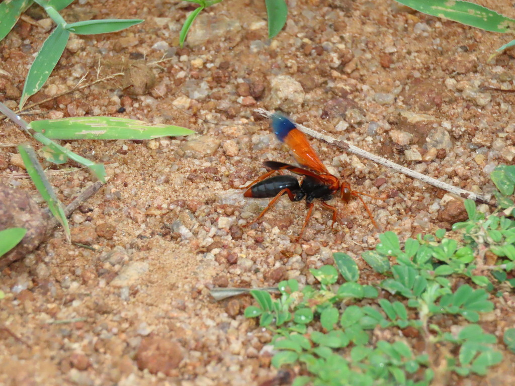 Two-colored Orange Spider Wasp from Pachamalai hill, Sanatorium ...