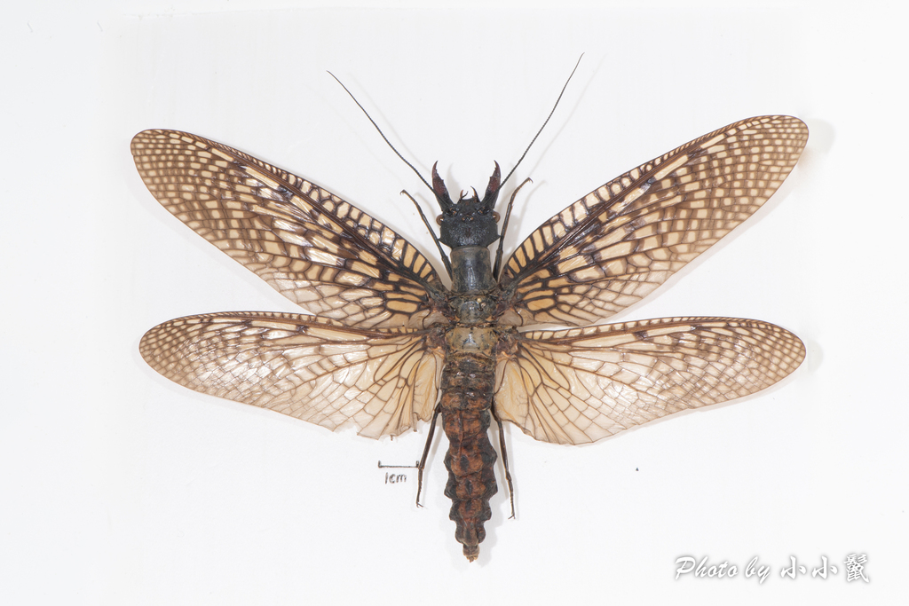 Acanthacorydalis sinensis from Hangzhou, CN-ZJ, CN on June 30, 2020 by ...