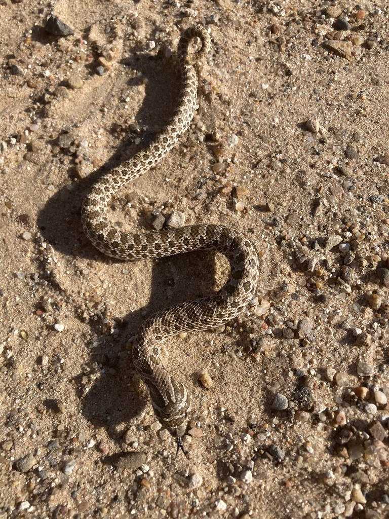 Plains Hognose Snake from Cimarron National Grasslands, Elkhart, KS, US ...