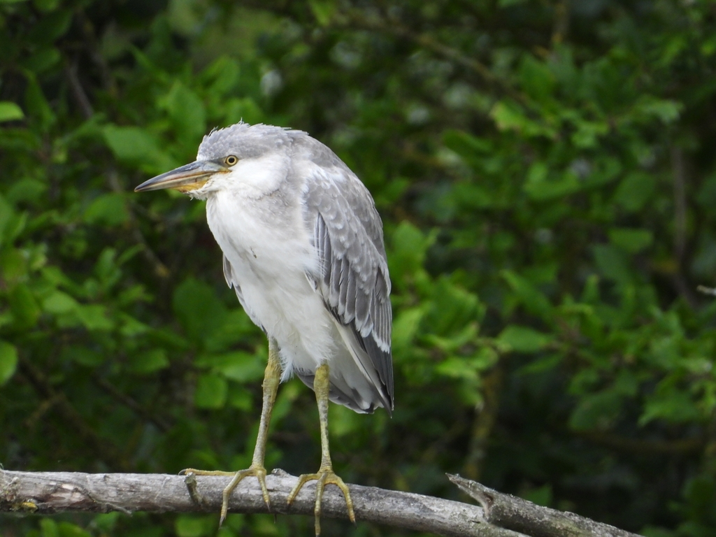 Little Egret × Black-crowned Night Heron (Egretta garzetta × Nycticorax ...