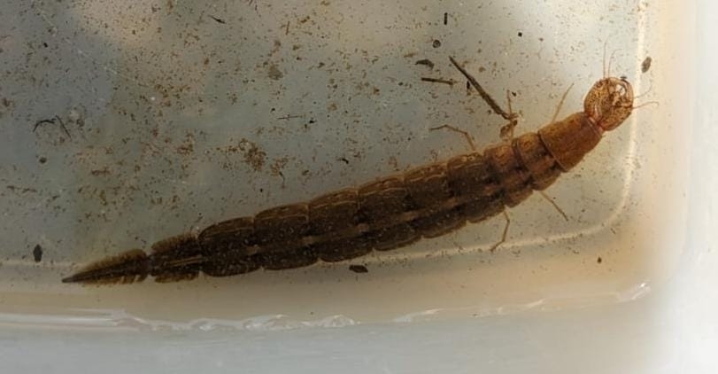 peardrop beetle from Denmark on July 22, 2023 by Sara Catahan. Cybister ...