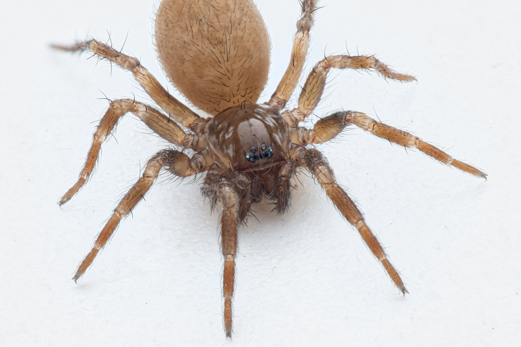 Hahnia helveola from 8680 Ry, Danmark on April 26, 2023 by Frederik ...