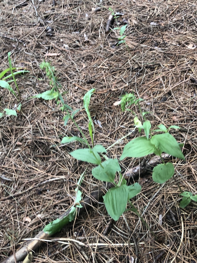 Broad-leafed Helleborine from Houlton Rd, Easton, ME, US on July 23 ...