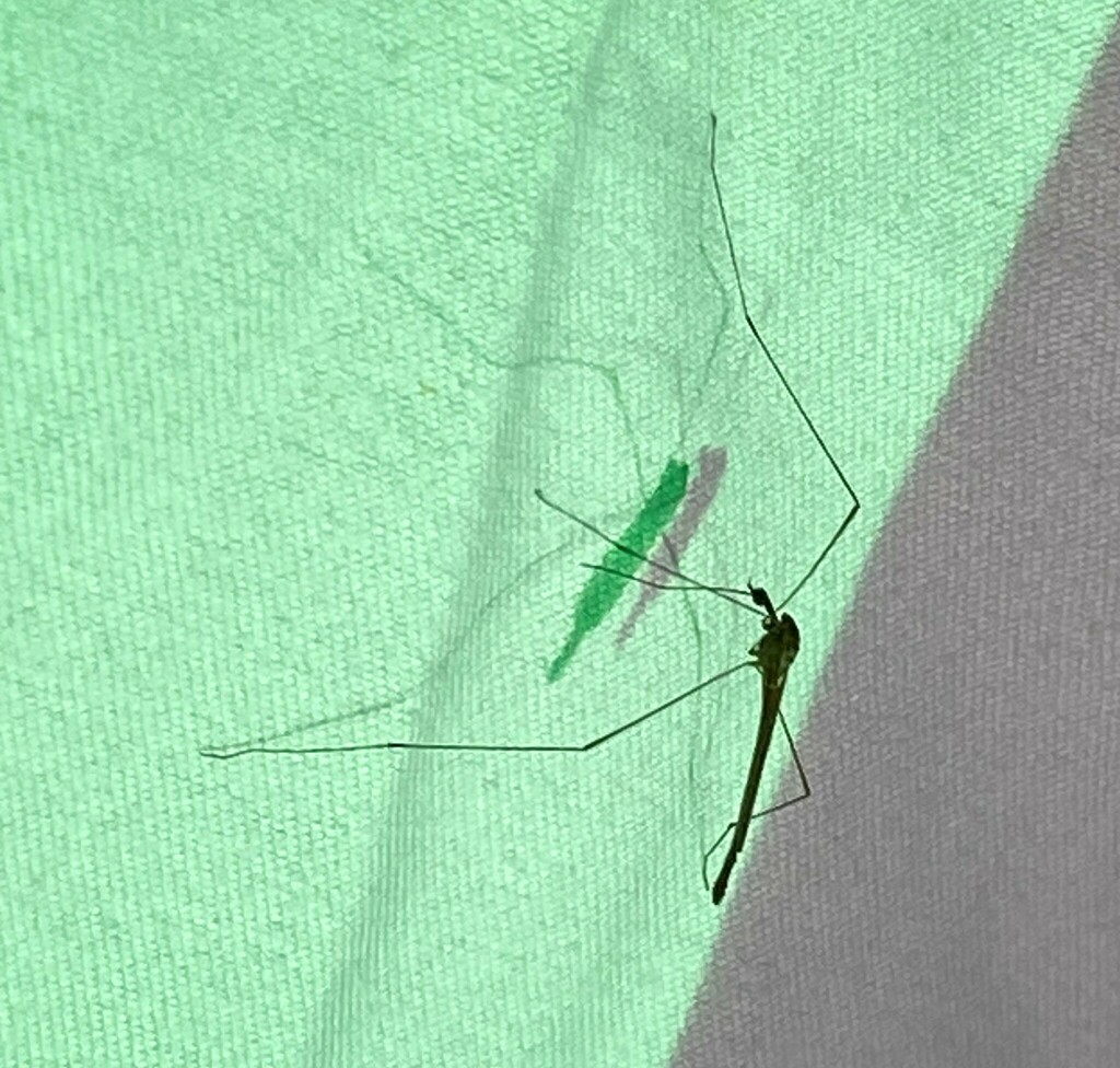 Crane Flies from 1770 Holford Rd, Garland, TX 75044, USA on July 22 ...