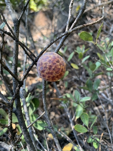 Observations by gandalf33 · iNaturalist