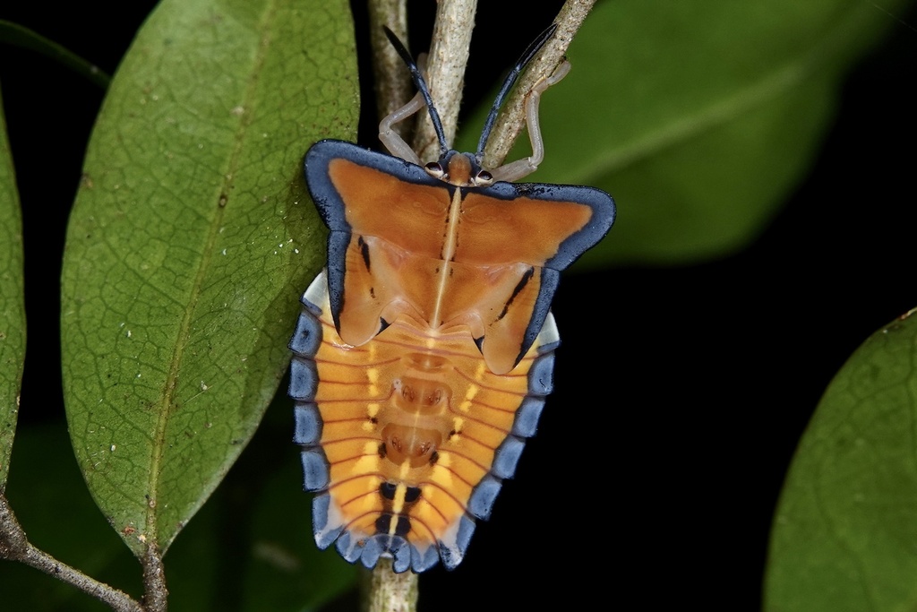Tessaratomid Bugs from Saadani National Park, Bagamoyo, TZ on July 20 ...