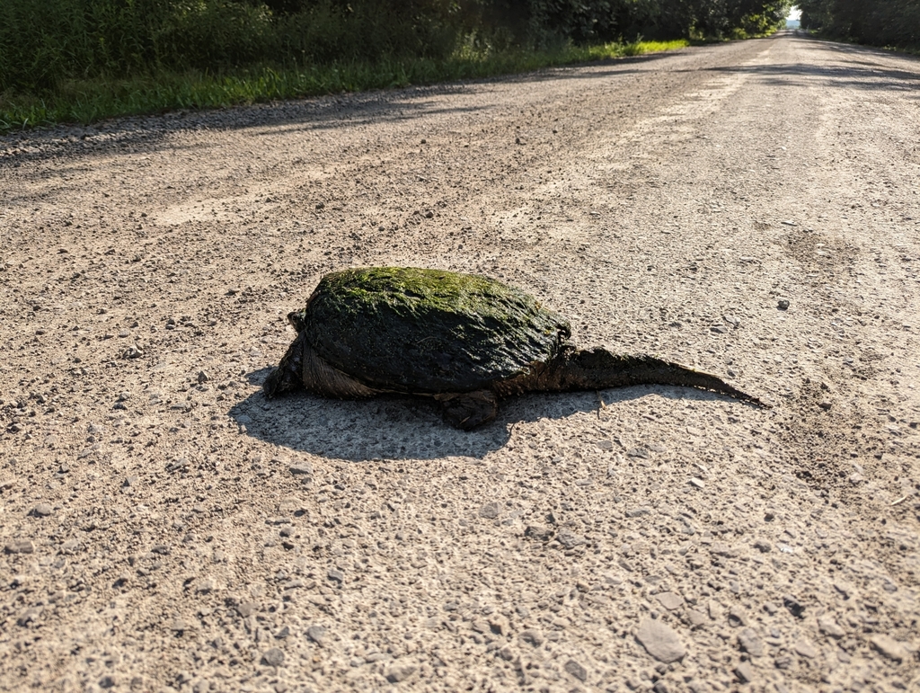 Common Snapping Turtle from Goodrich, MI 48438, USA on July 23, 2023 at ...