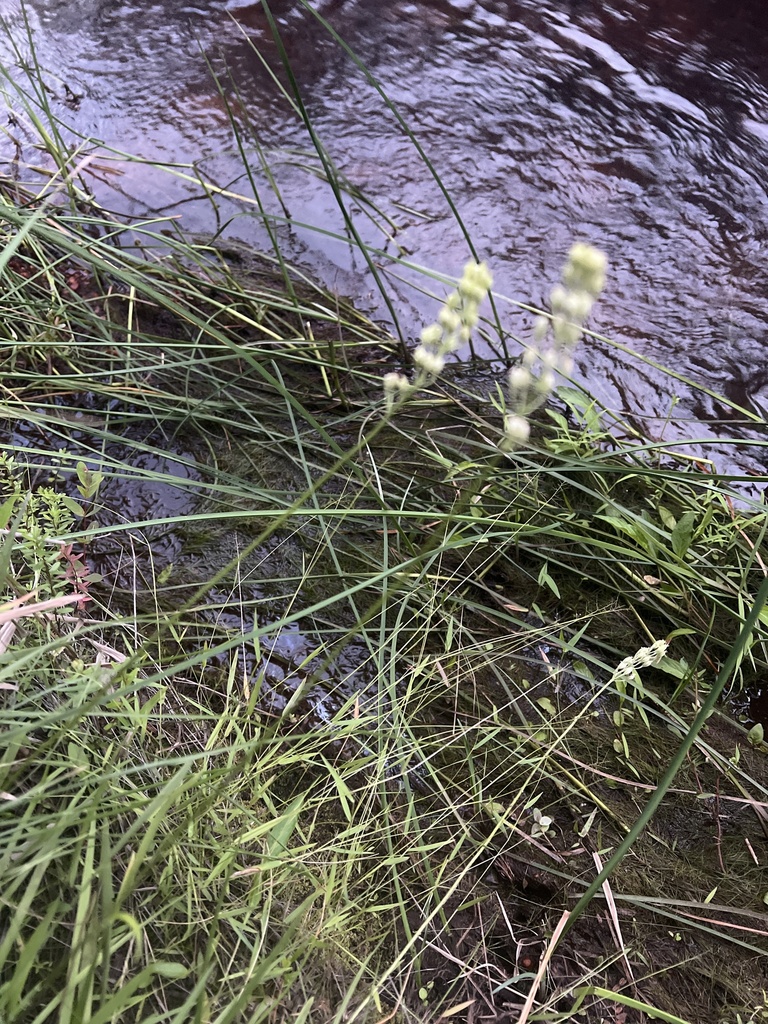 sticky false asphodels in July 2023 by Anne Bekker · iNaturalist