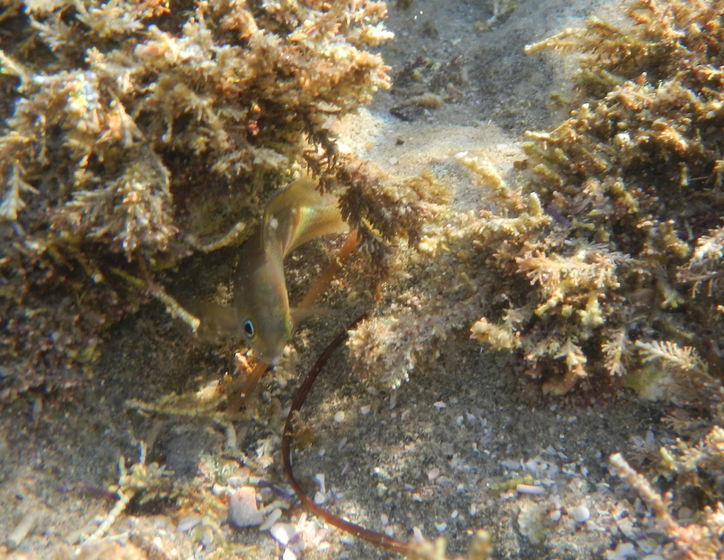 Opaleye from Ventura County, CA, USA on October 13, 2012 at 05:12 PM by ...