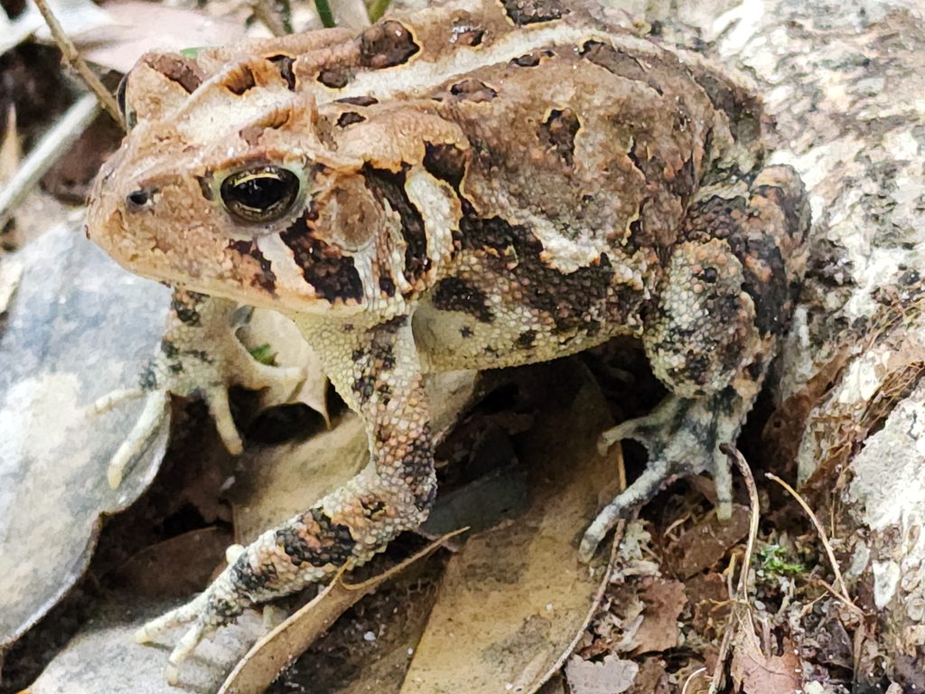 Southern Toad from Four Oaks, NC 27524, USA on July 22, 2023 at 09:38 ...
