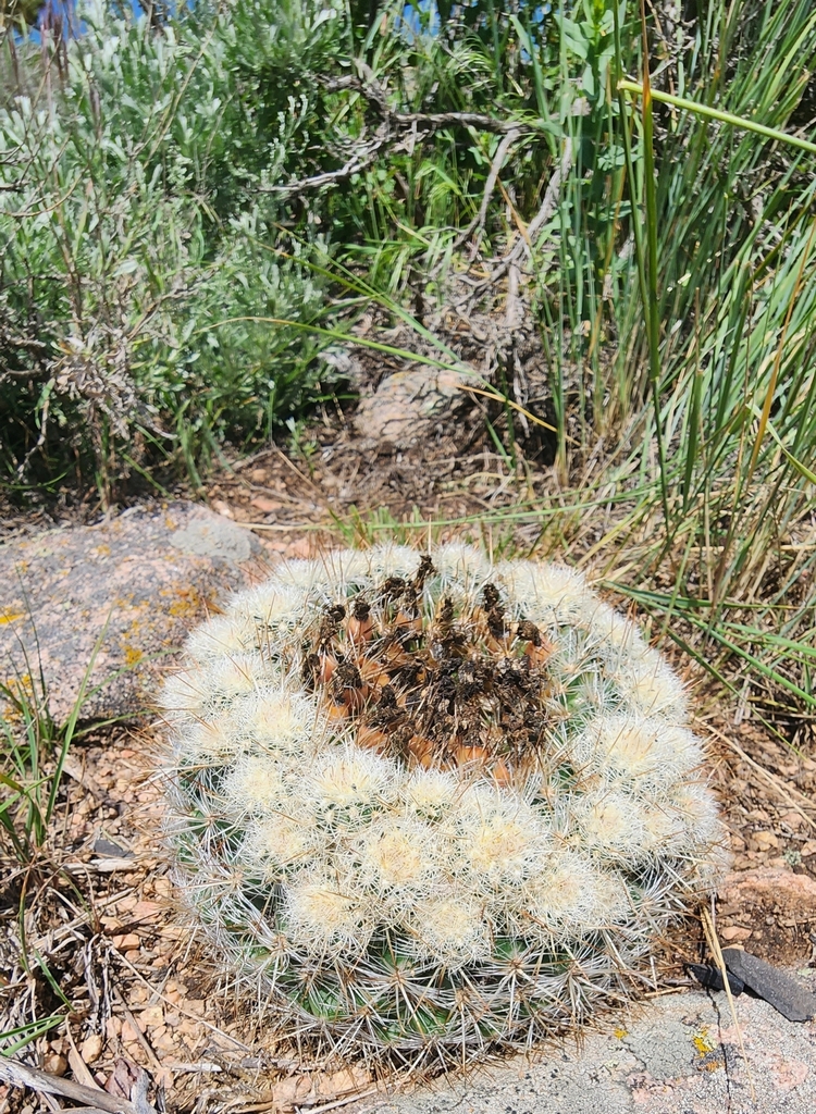 Mountain Ball Cactus from Cheyenne, WY 82009, USA on July 21, 2023 at ...